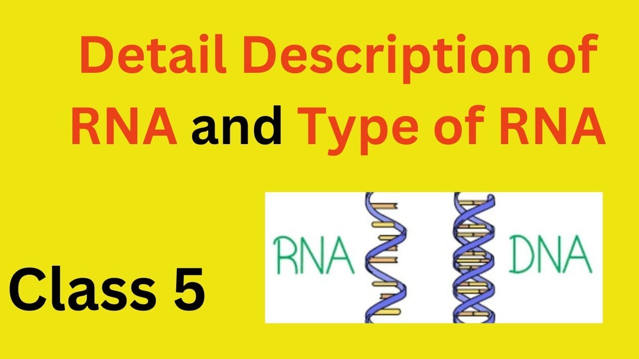 Detail description of RNA And Types of RNA. - YouTube