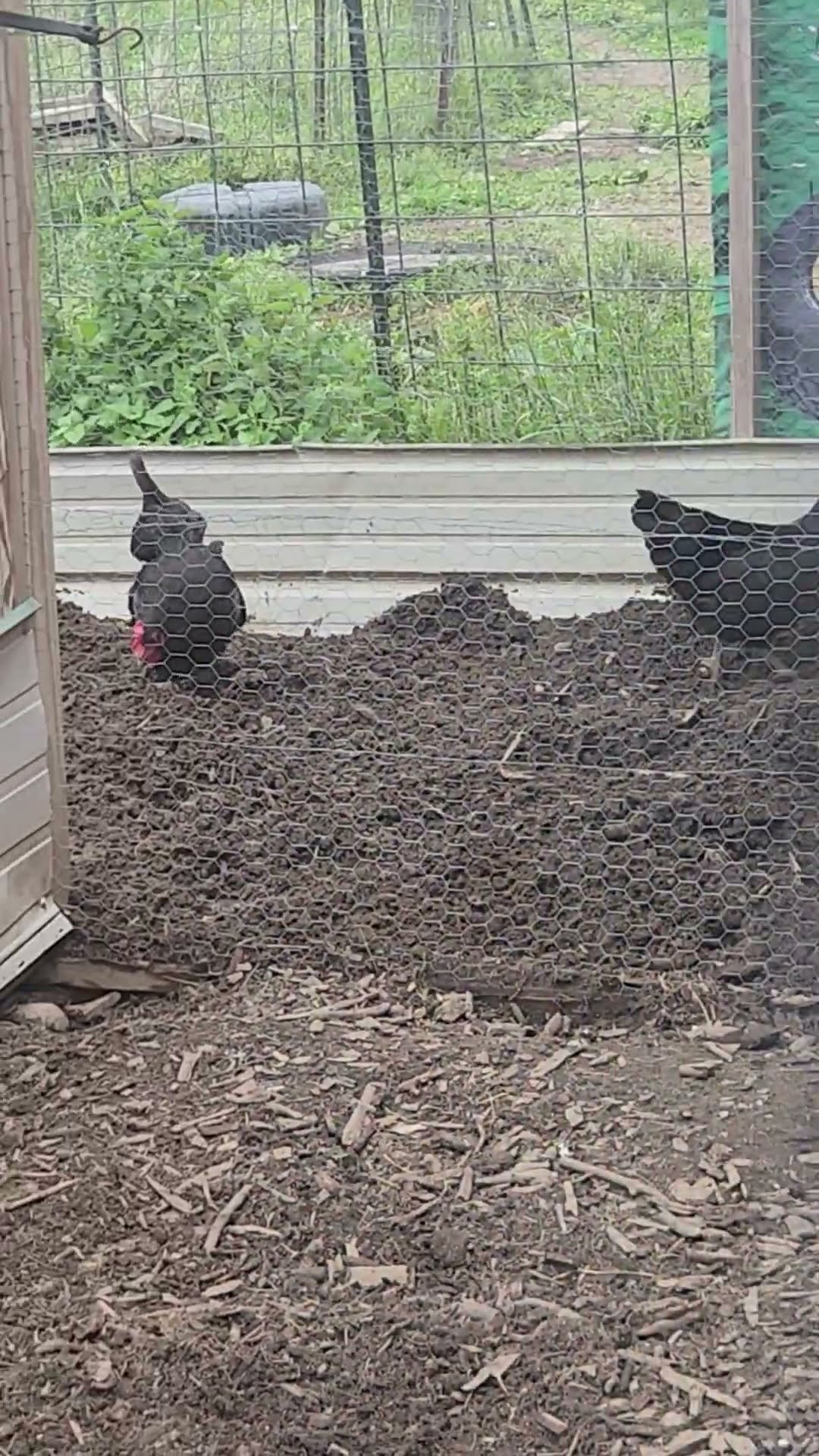 chickens making compost in the run. #chickens #compost - YouTube