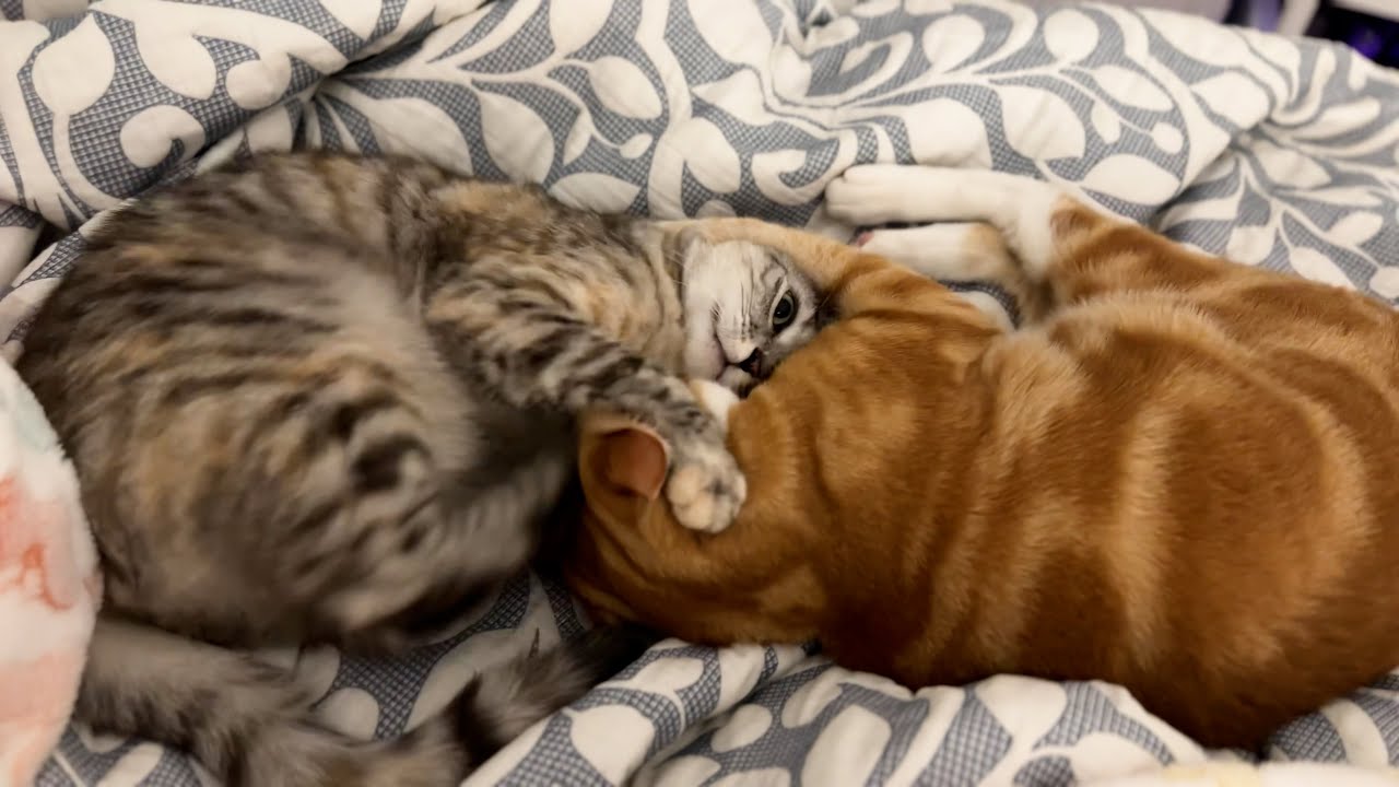 Cats take turns bunny kicking each other - YouTube