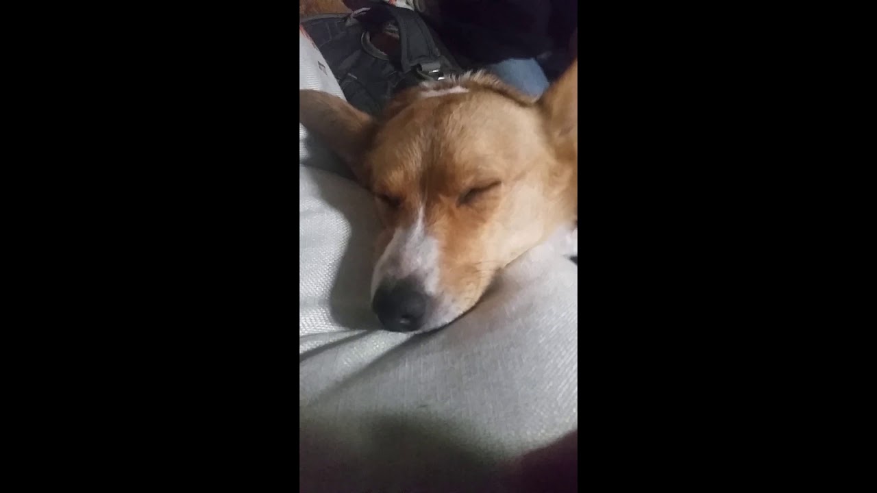 dog cant be bothered - YouTube