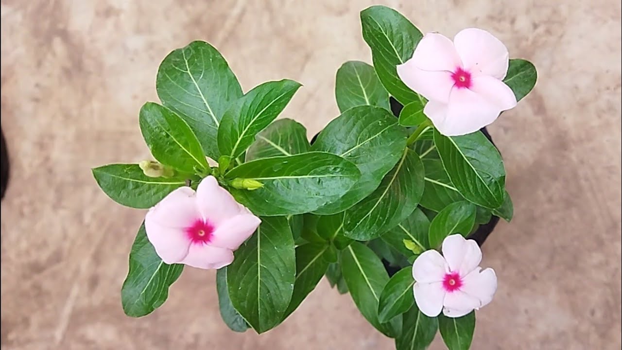 Vinca Flower 🌸 Transplant In Pot 🏺 || Gardening Videos 🌱 || SK GARDEN || - YouTube