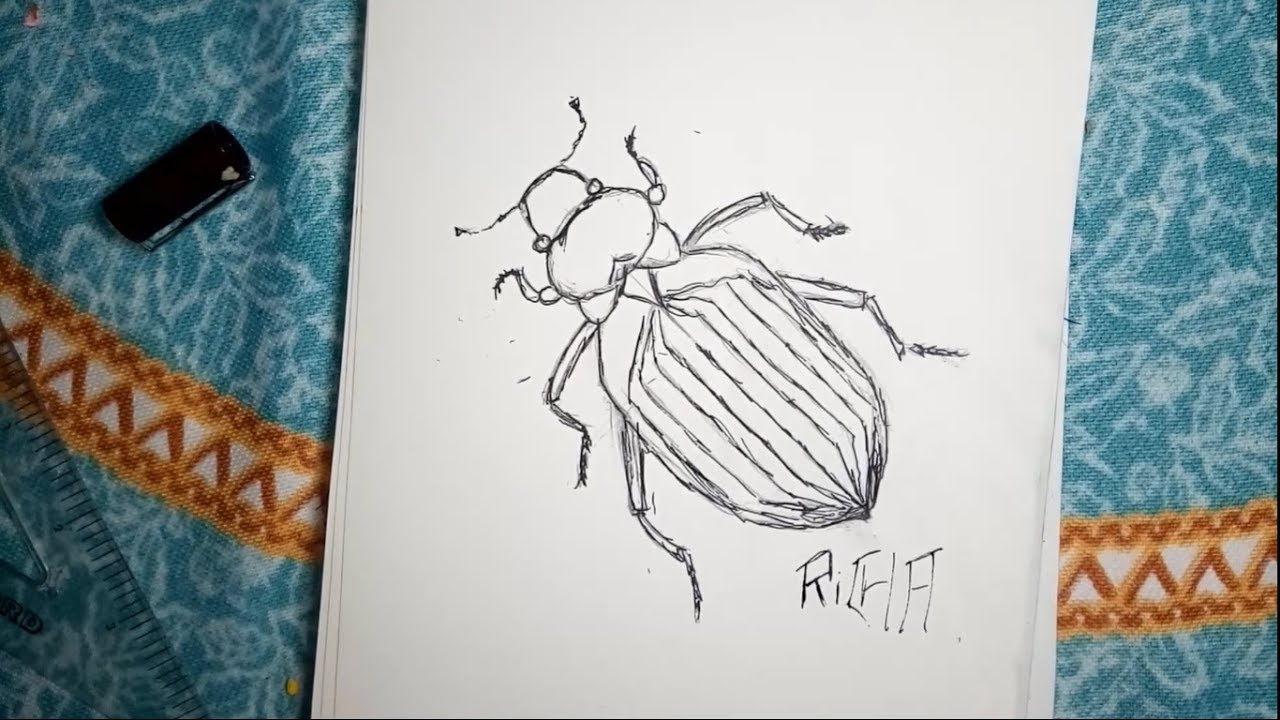 how to draw beetle step by step - YouTube