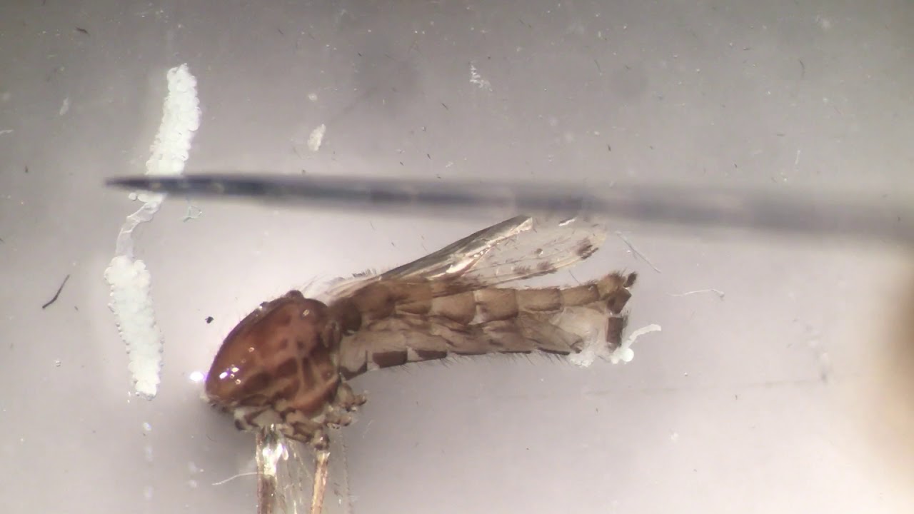 Anopheles Mosquito Dissection - YouTube