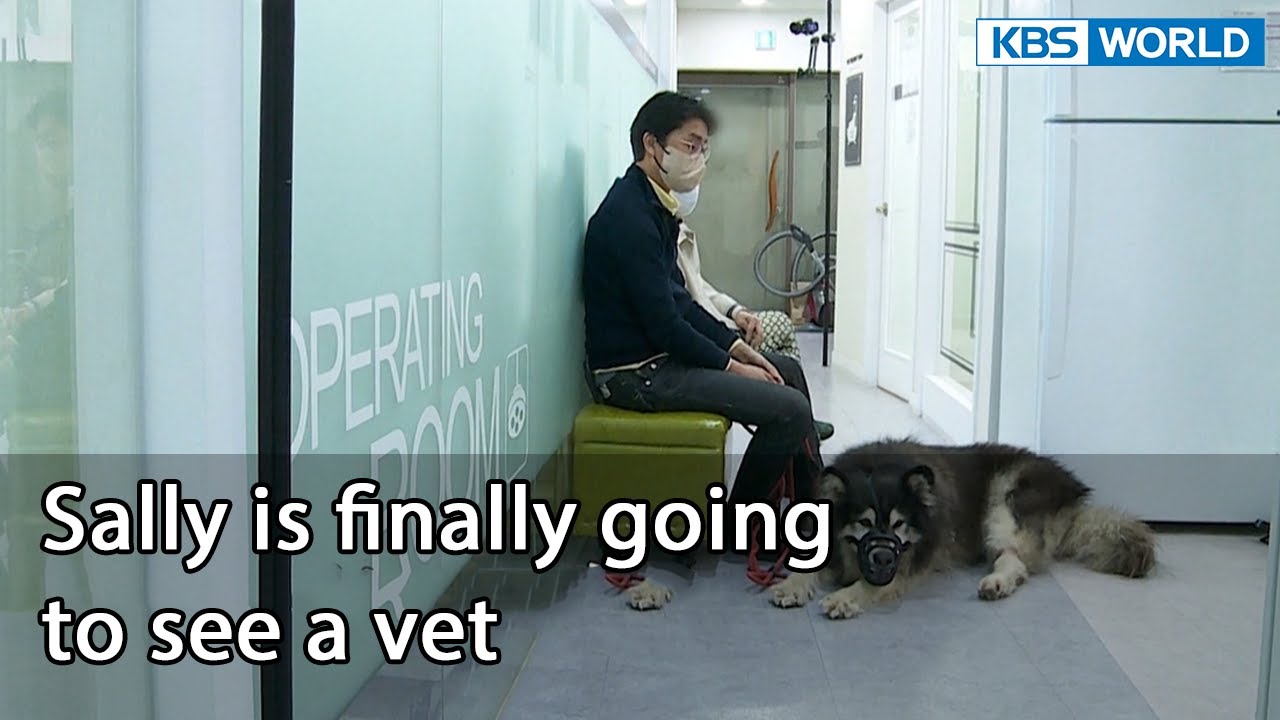 Sally is finally going to see a vet [Dogs are incredible : EP.129-7 ...