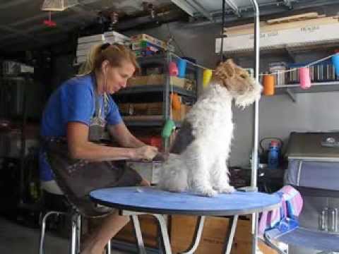 How to Hand-stripping Wirehair Fox Terrier part 3 - with "Franz Ferdinand"! - YouTube