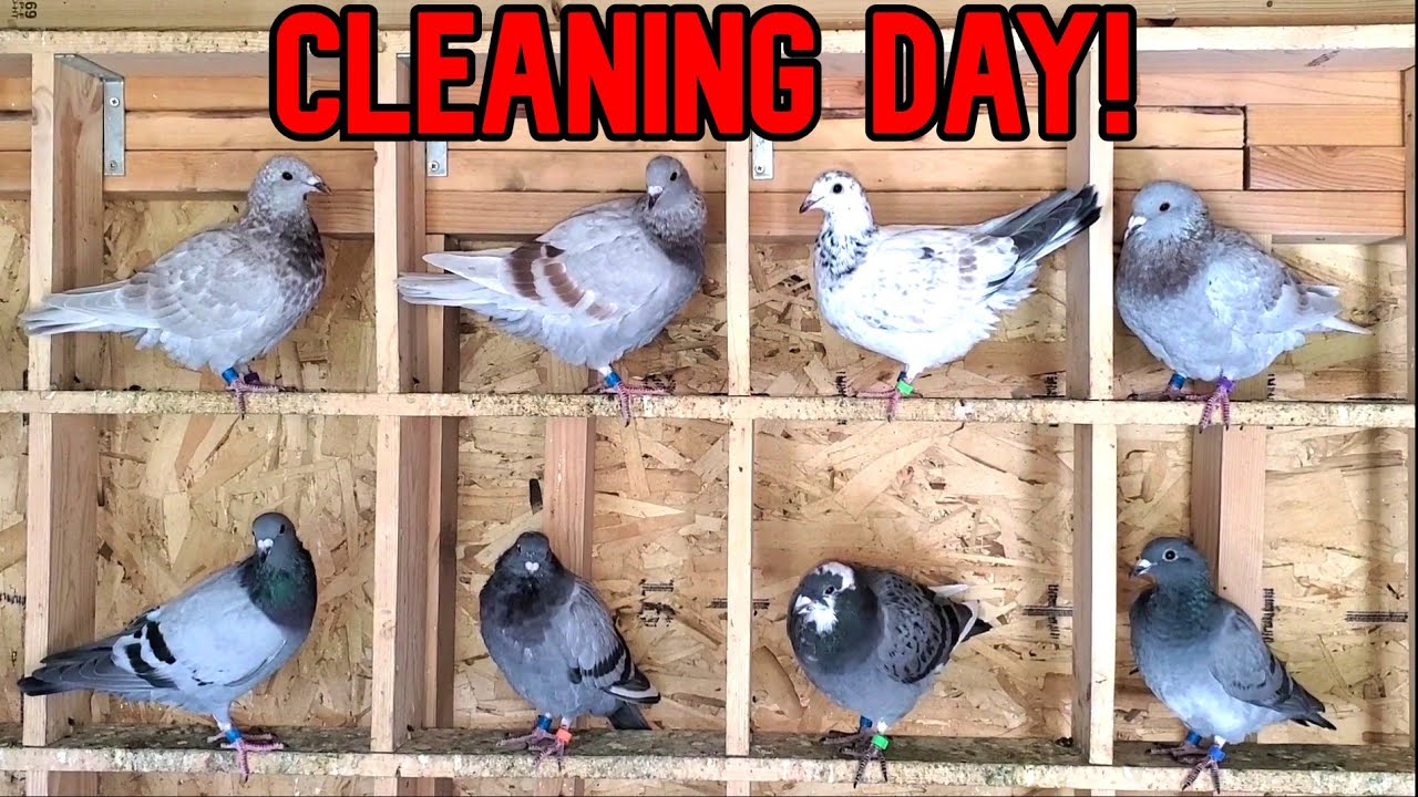 Pigeon Loft: Cleaning And Update - YouTube