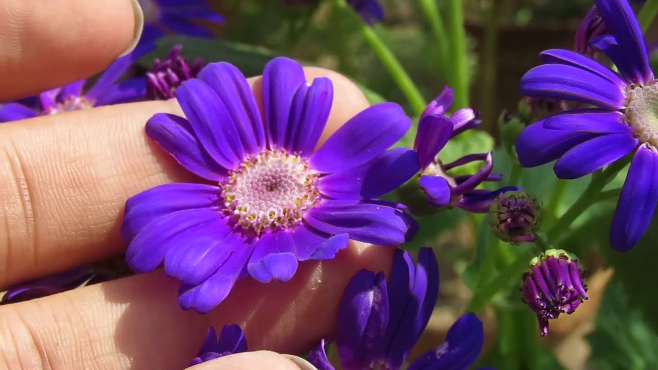 Cineraria Plant Care | How To Grow Cineraria flower | সিনেরেরিয়া ...