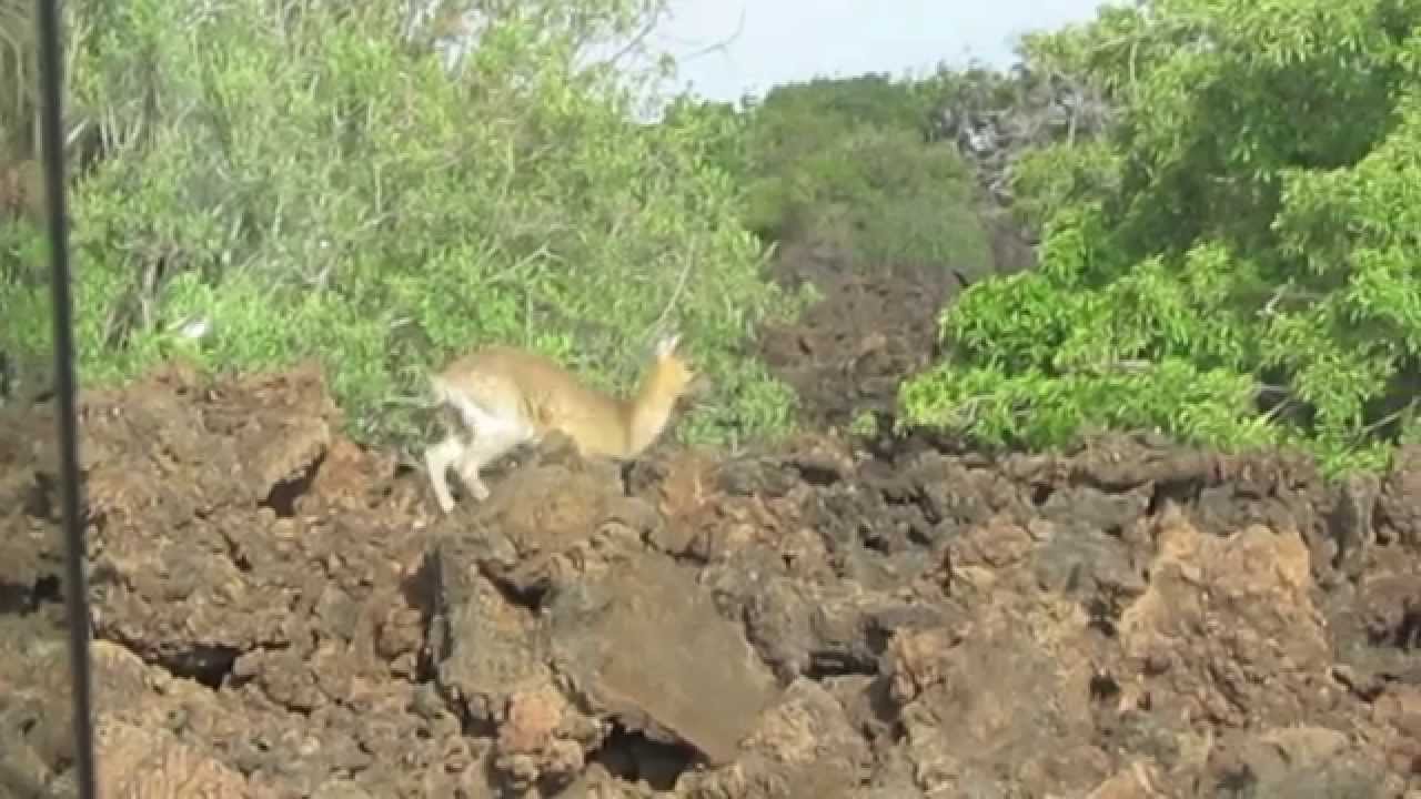 Klipspringer jumping (slow motion)SHETANI Lava Flow KENYA 2014 - YouTube