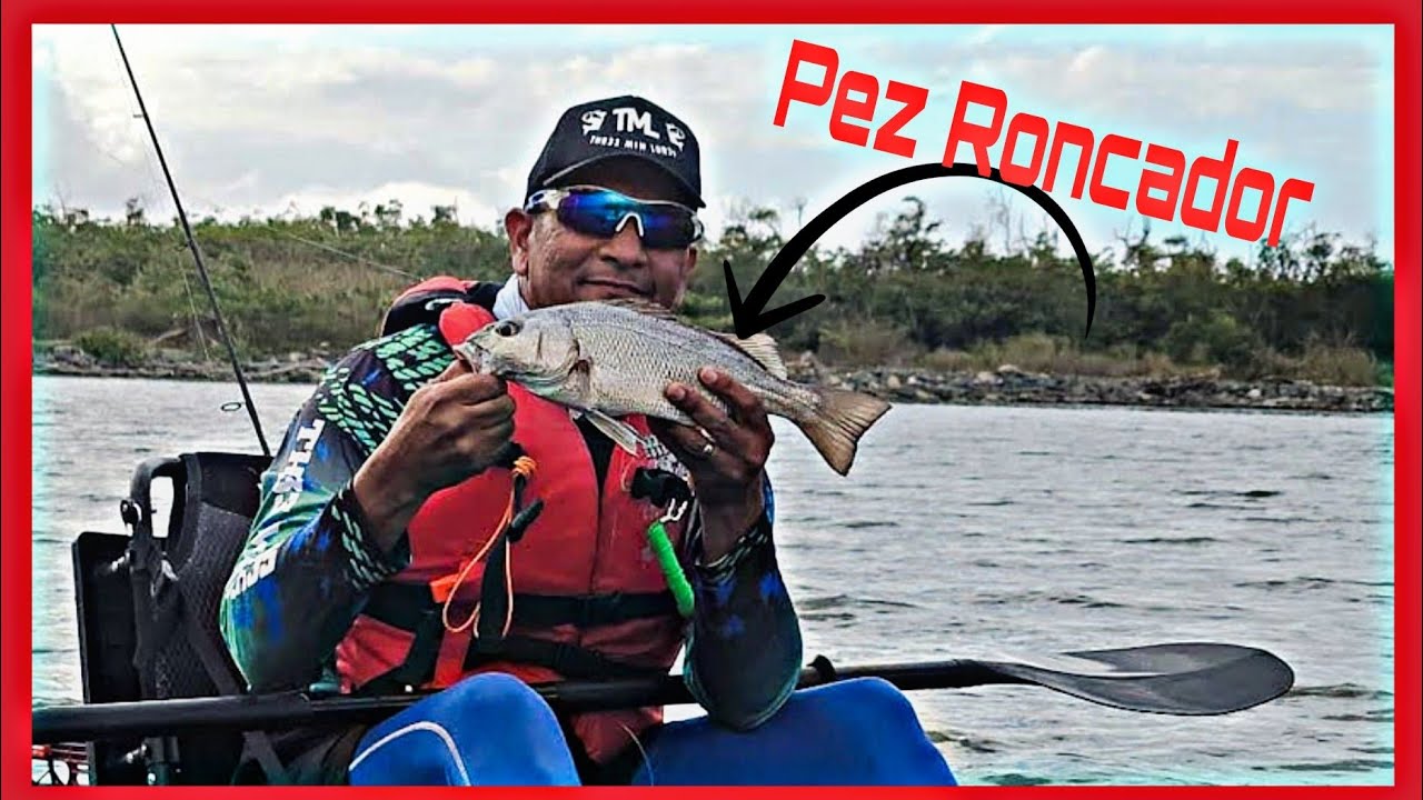 ¿Que es el Pez RONCADOR o Roncacho? También Llamado VIEJO. - YouTube