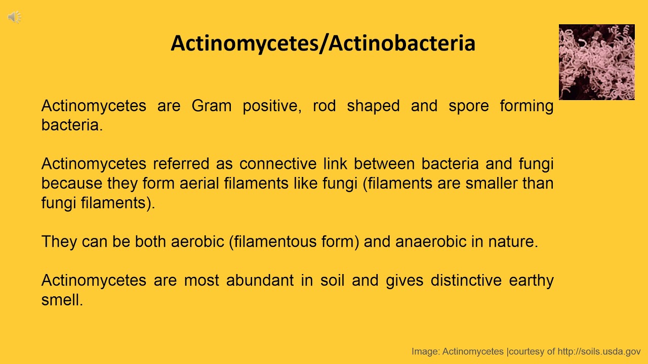 Overview: Actinomycetes - YouTube