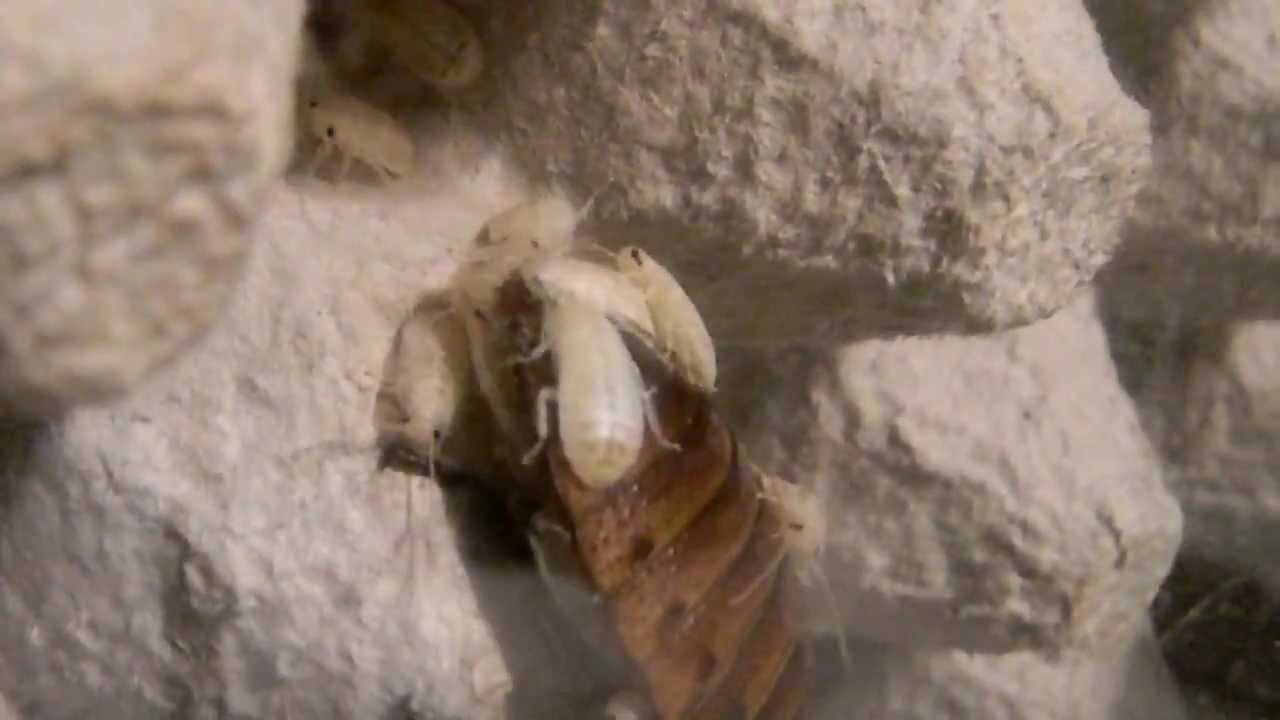 Madagascar Hissing Cockroach Gives Birth! - YouTube