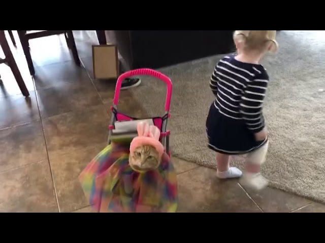 A Cat Named Carrot Dressed as a Bunny