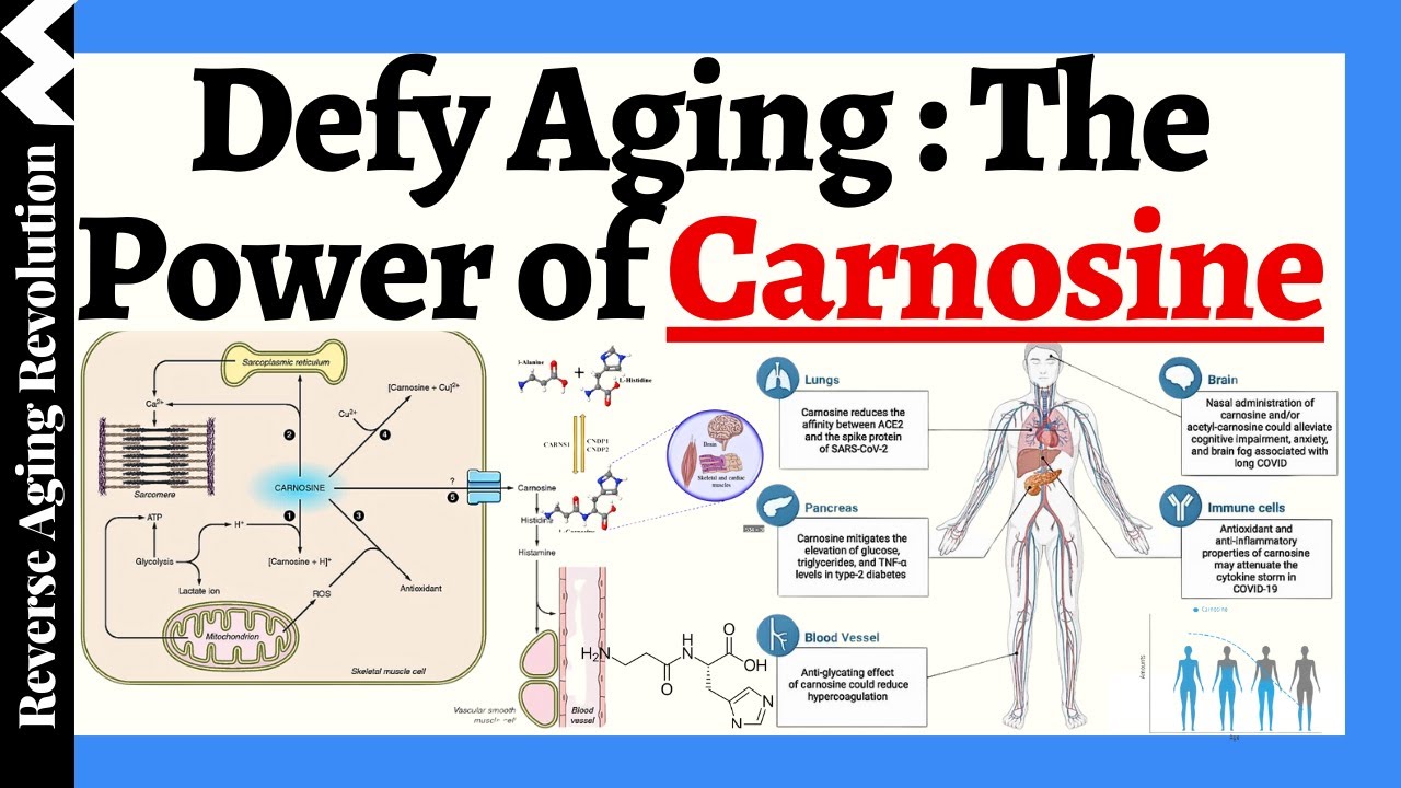 DEFY AGING - The Power Of Carnosine To Your Heart, Brain & Muscle ...