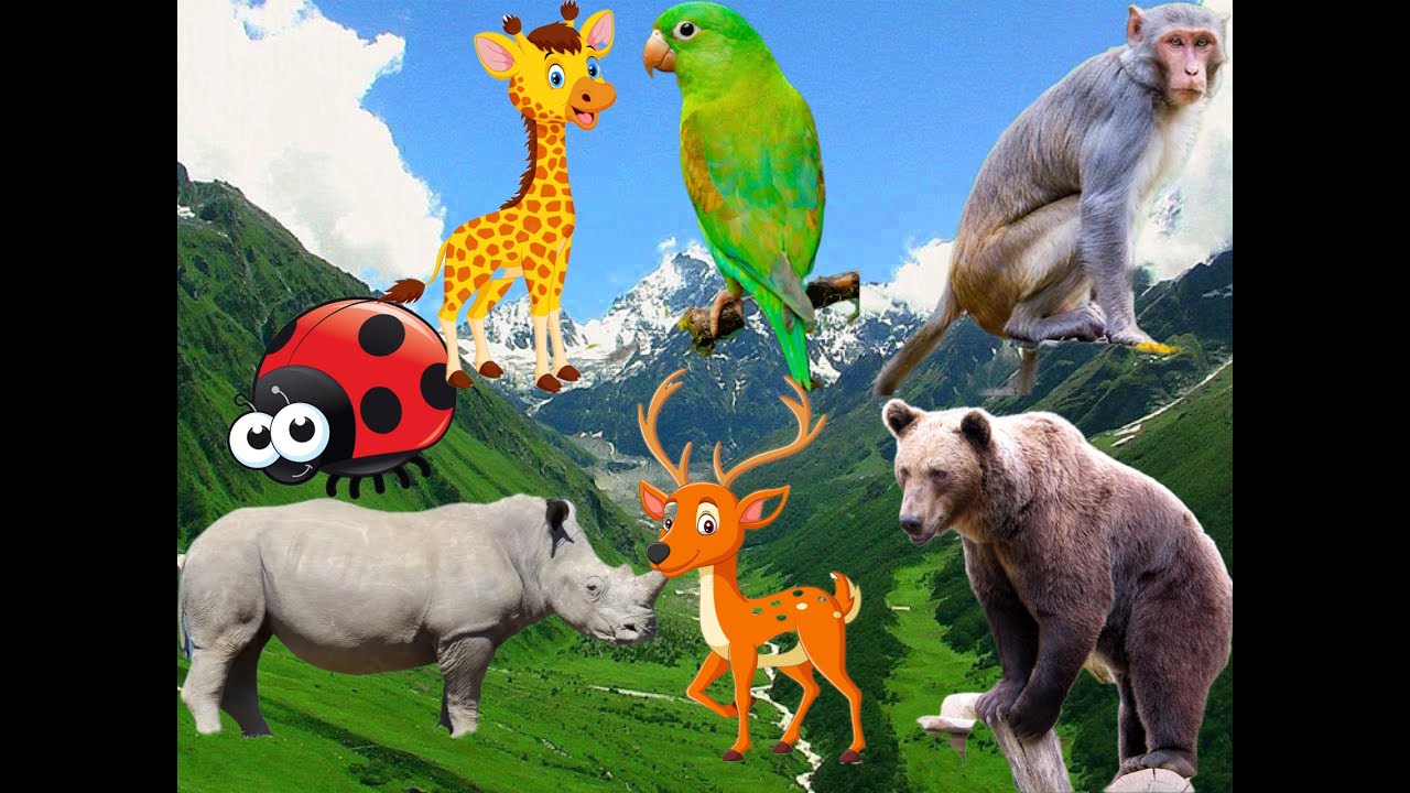 Learning animals Sounds of dolphin, cow, cat, parrot, lion, tiger ...