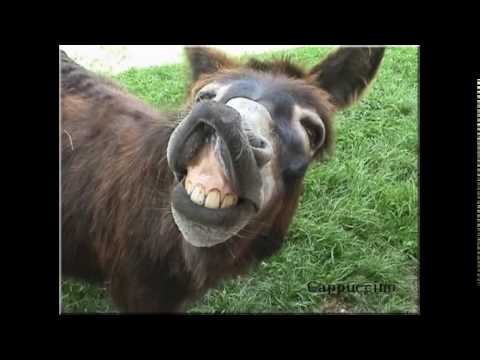 ane qui rigole - YouTube