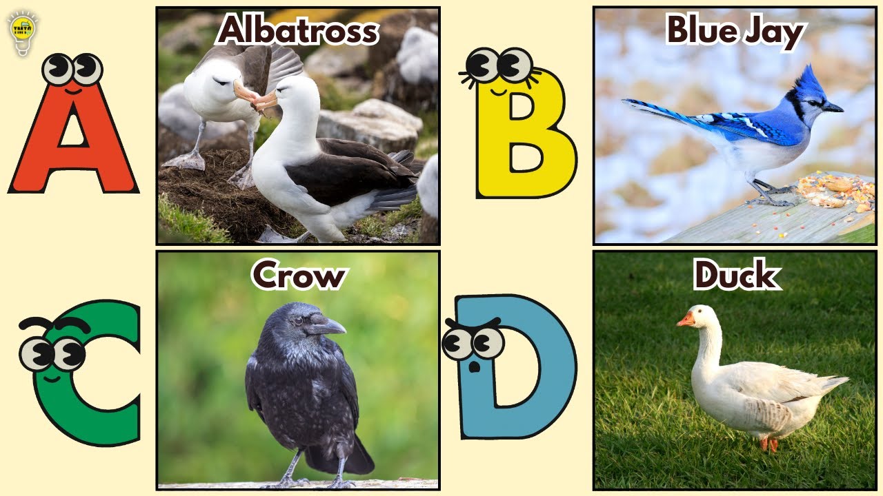 Birds Alphabet Song for Kids | Birds ABC Song | Phonics for Kids | Baby ...