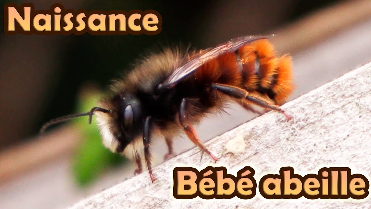 Naissance des bébés abeilles, augmenter la pollinisation ...