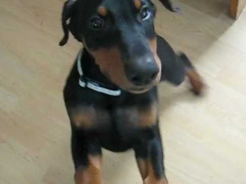 Doberman puppy meets the cat - YouTube