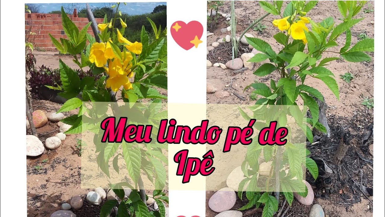 o vídeo de hoje é mostrando meu Mini Ipê de jardim //😘💞👏 - YouTube