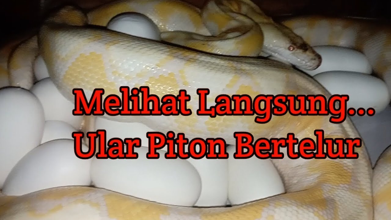 Proses Ular Piton Bertelur dalam Kandang - YouTube