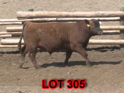 2014 5L Red Angus Spring Sale Bulls Lots 304-307 - YouTube