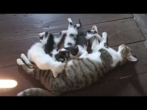 Si comel nyusui anak nya.