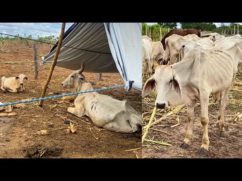 A FOME NO SERTÃO: Animais morrendo de fome e os produtores sofrem na ...