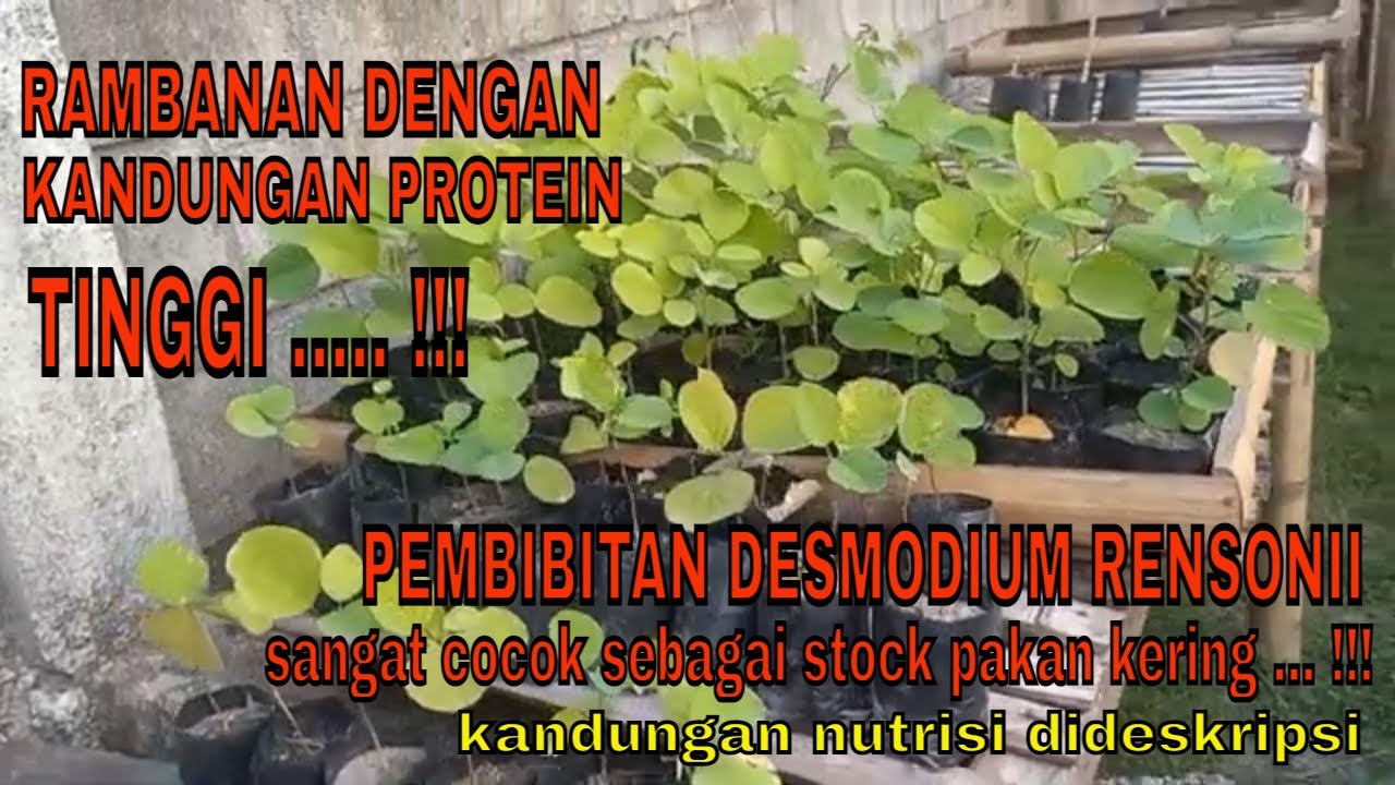 PETERNAK KAMBING DAN DOMBA WAJIB COBA INI ... !!! DESMODIUM RENSONII ...