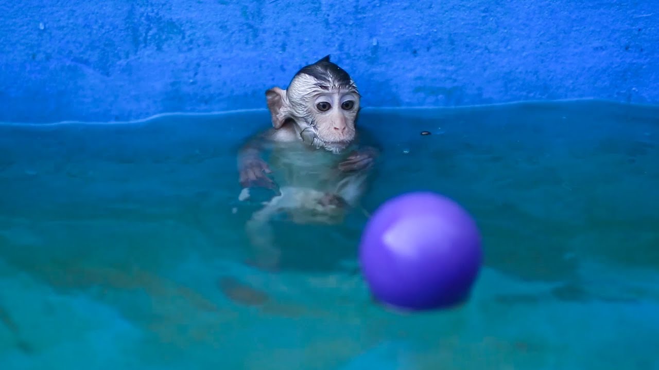 Smart Baby Monkey Swimming In Pool - YouTube
