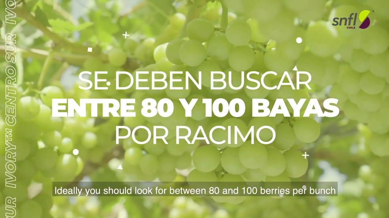 SNFL - Manejo cultural variedad Uva Ivory - YouTube