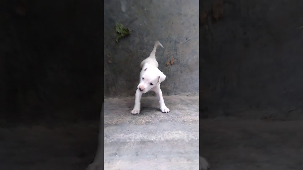 Gull Terrier dog baby - YouTube