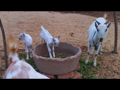 Goat sound - Listen Goat sound and baby goat Enjoying with their Mother ...
