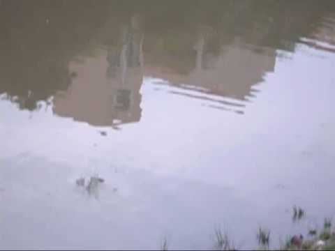 Terns fishing at Kallang River