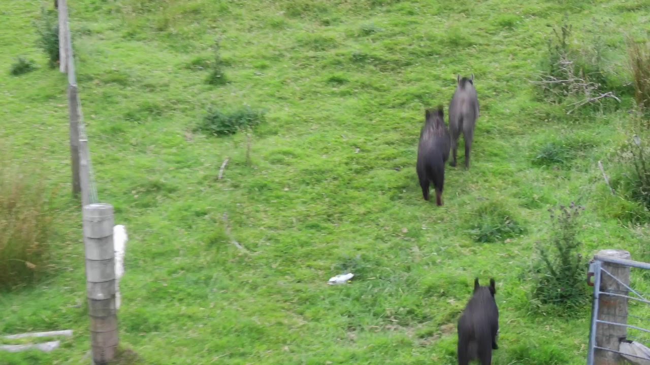Drone Hunting NZ (#45) Hogging Sow with 3 Boars in tow!! - YouTube