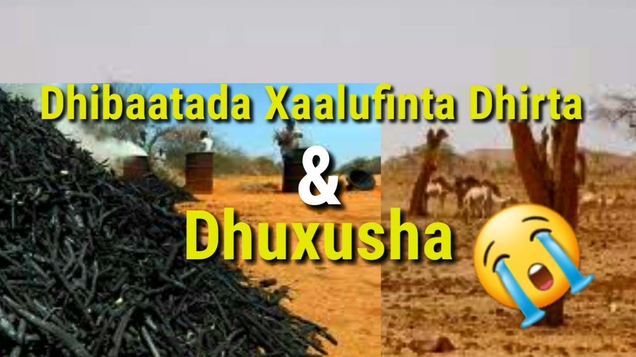|Dhibaatada Xaalufinta dhirta iyo dhuxusha - YouTube