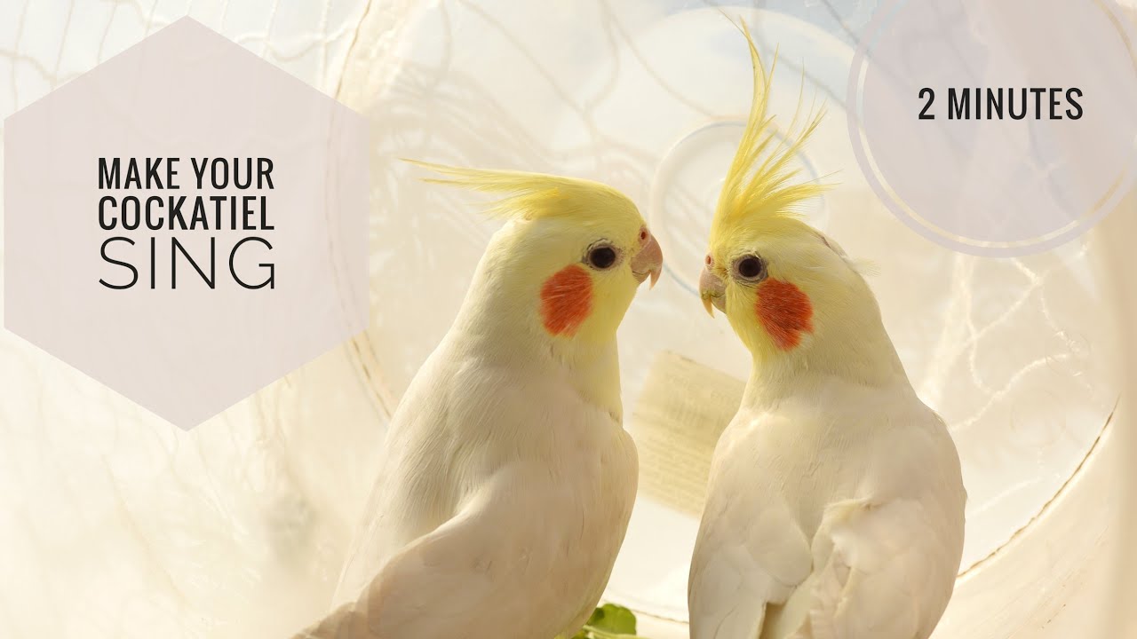 Happy Singing Cockatiel | Make your Cockatiel Sing & Chirp #birds # ...