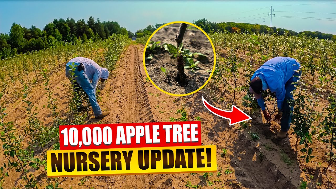Learn How We Are Growing 10,000 APPLE TREES In Our Nursery!!! - YouTube