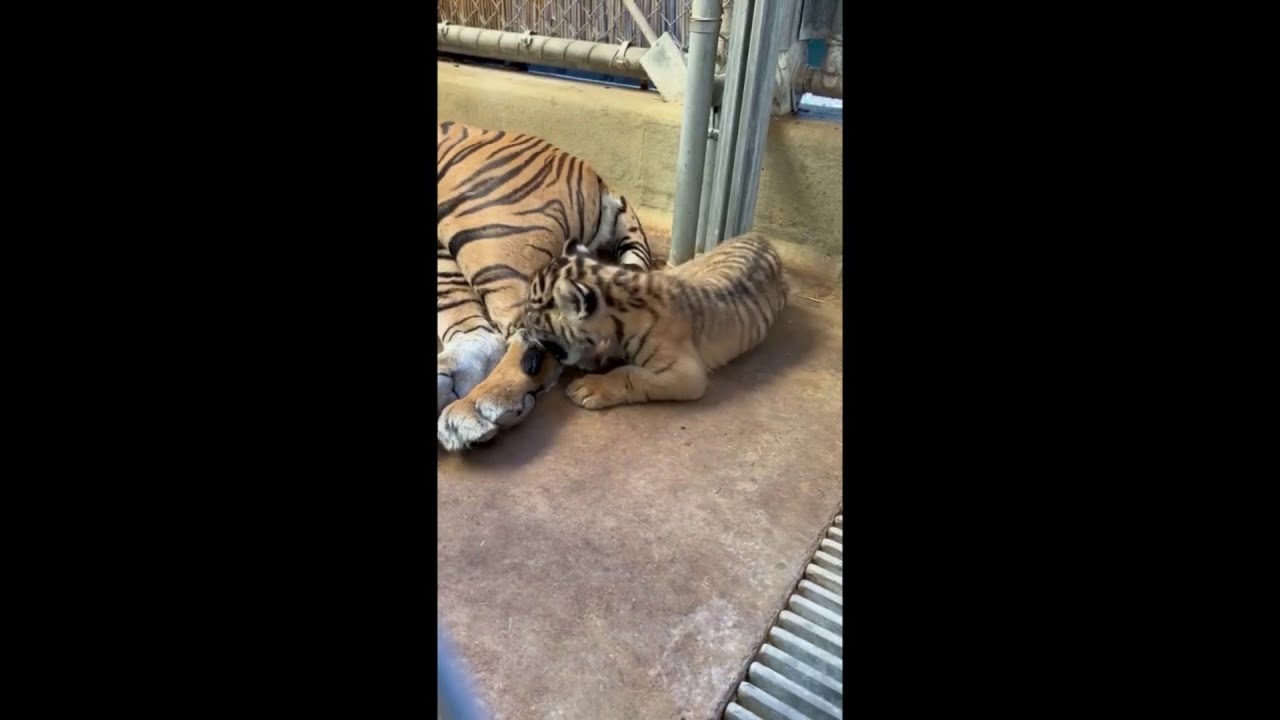 Tiger cubs growing fast and feisty - YouTube