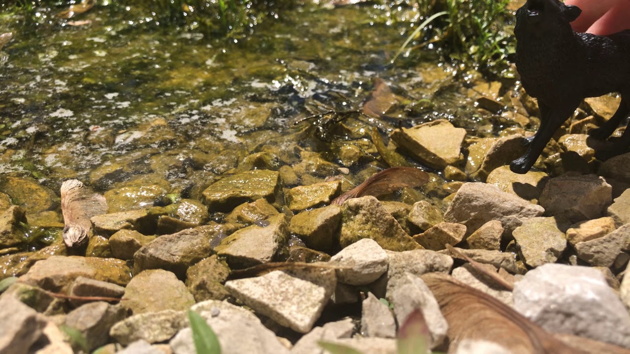 One rogue wolf episode 14 - YouTube