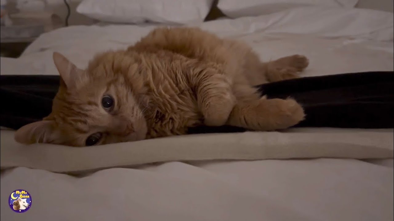 My cat stole my bed - YouTube