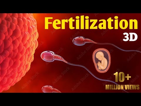 Fertilization | 3D Animation #viral #fertilization #medical # ...