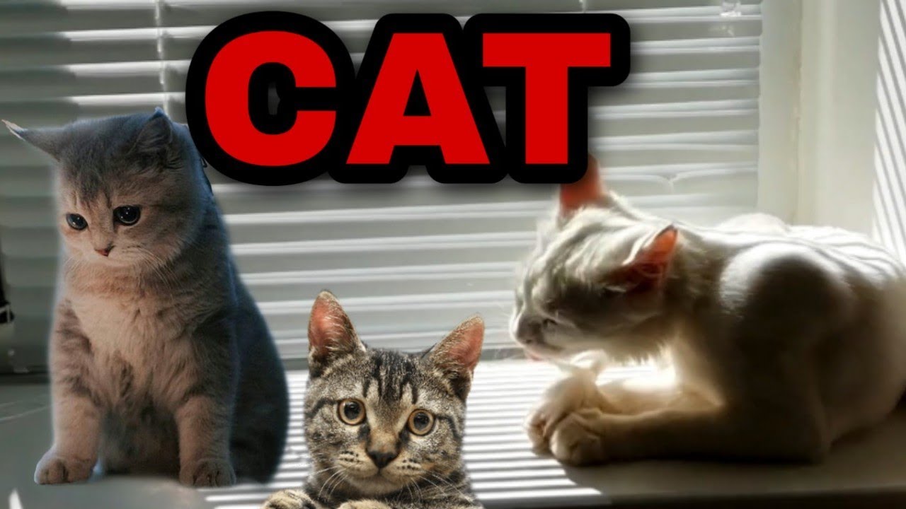 CAT/CHAT MIGNON/CUTE - YouTube