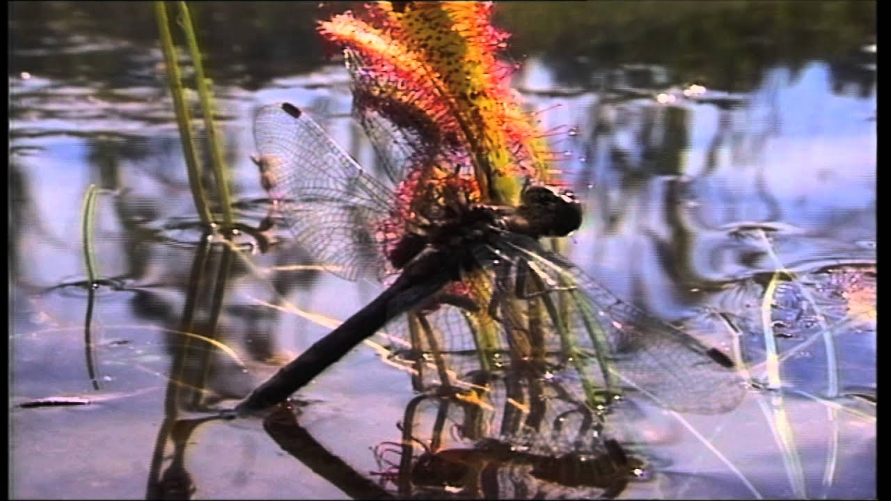 Galaxi: Luontotyyppi vaaran vyöhykkeellä - Lihaa syövä kasvi kihokki ...