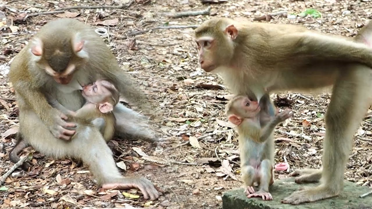 Baby monkey Lucie play tired try Request mum get milk - YouTube