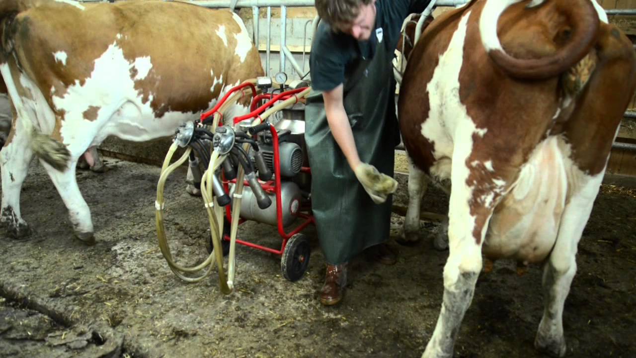Une salle de tétée en logettes alternées innovante - YouTube