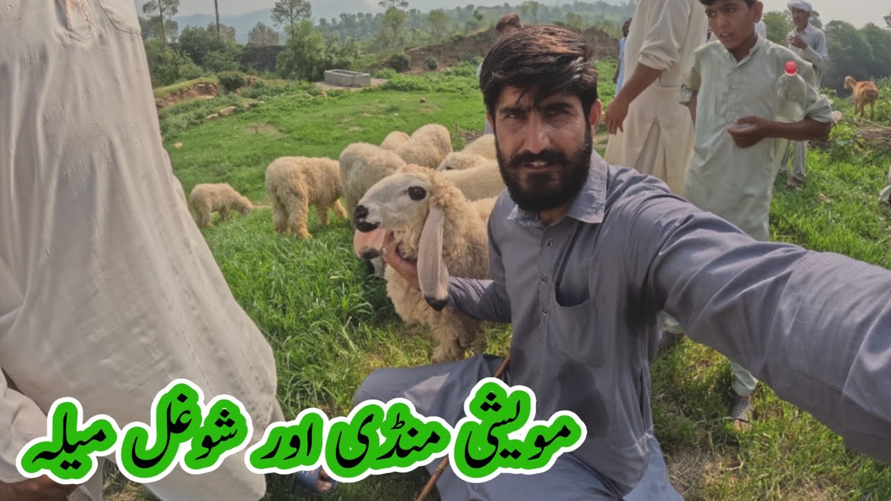 Price update from the animal market of Ajk 17 July 2024 #animals - YouTube