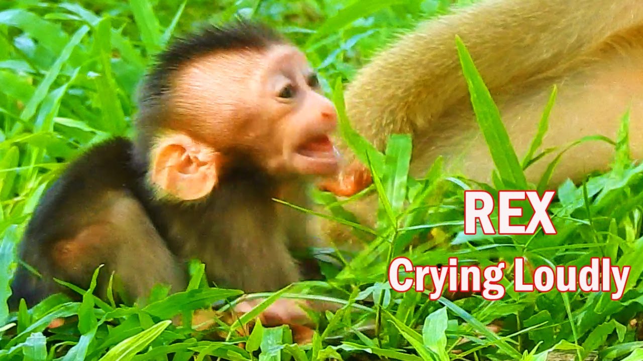 Rex Crying So Loudly Seizure on The Green Grass Without Reason - YouTube