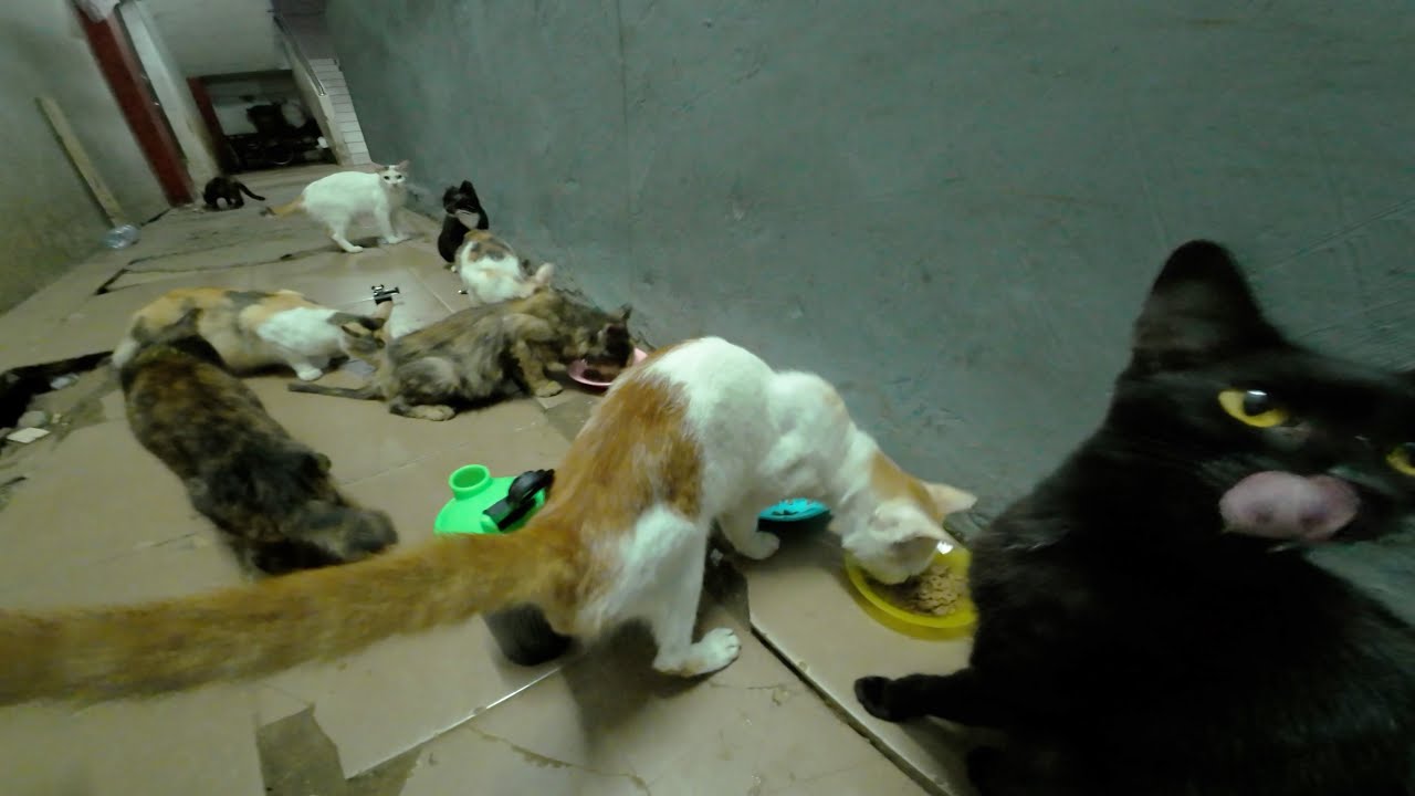 Happy stray cats feeding 12 - YouTube