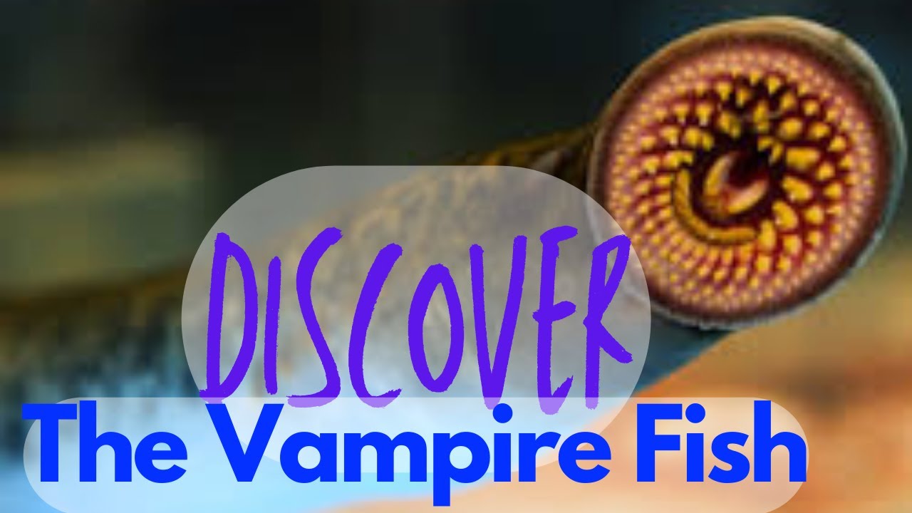 Discover the Vampire Fish: The Amazing Sea Lamprey! | The Curious Kids ...