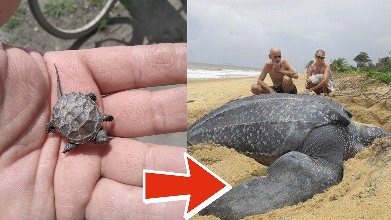 Before & After Animals Growing Up . Incredible Animal Transformations ...